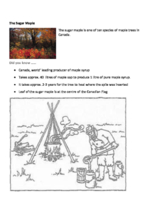 Sugar Maple Educational Colouring Page | Muskoka Steamships and ...
